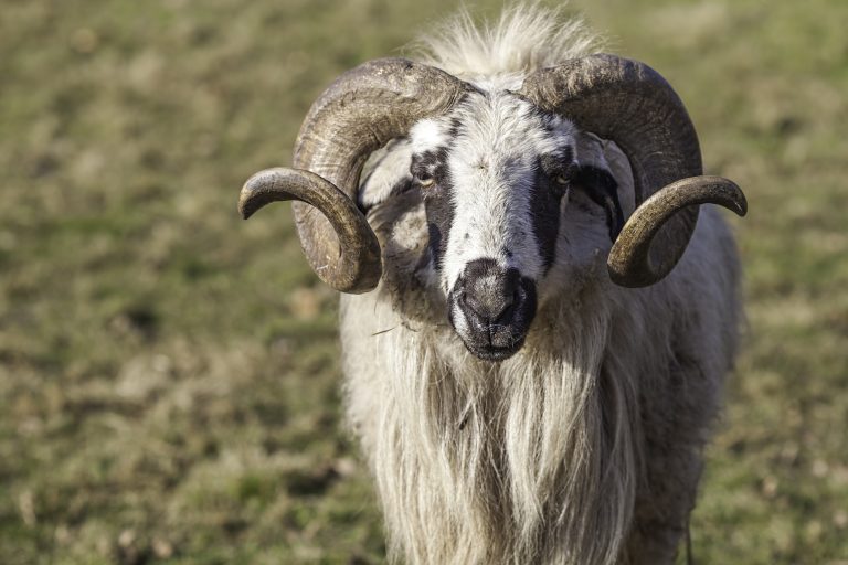 Are Rams Dangerous? Not With Proper Management. - Countryside